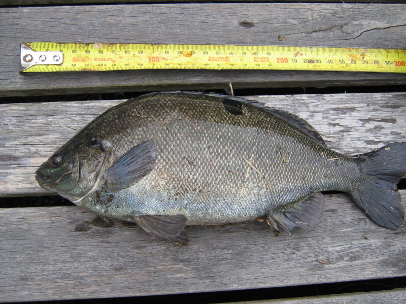 Tom and Anne's Garden: Jade Perch