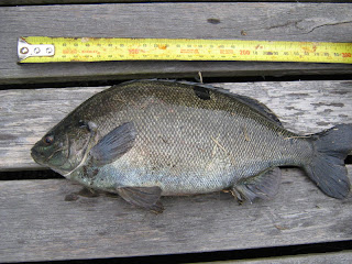 Tom and Anne's Garden: Jade Perch