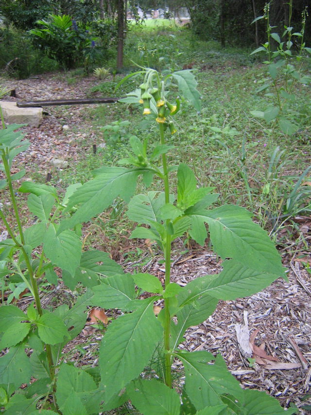 Tom and Anne's Garden: Thickhead