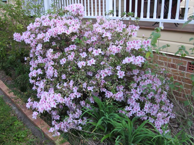 Tom and Anne's Garden: Fraser Island Creeper