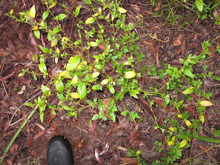 Tom and Anne's Garden: Sida retusa