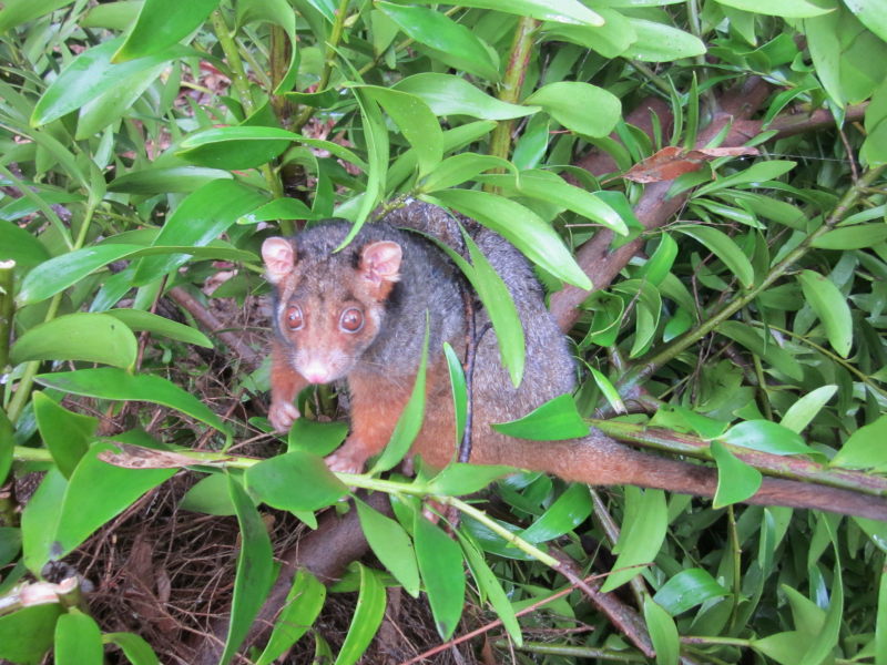 Tom and Anne's Garden: Ring tailed Possum
