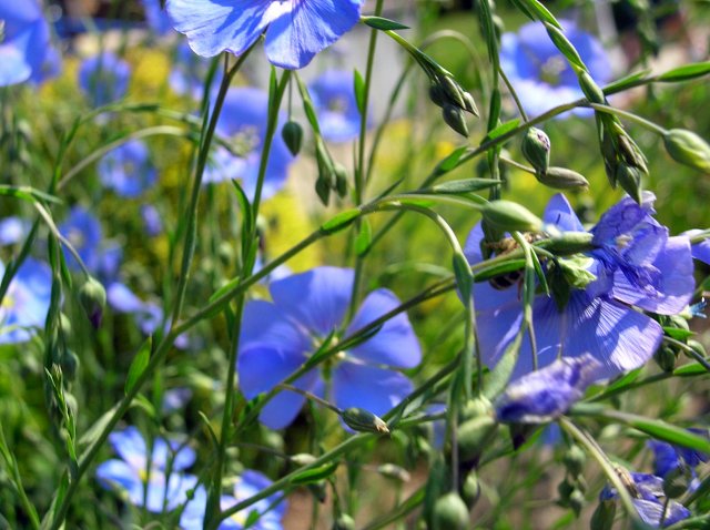 Szydełkownia Mao: Len.