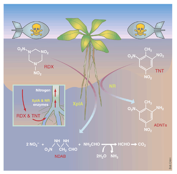 bio-tech world: PHYTOREMEDIATION