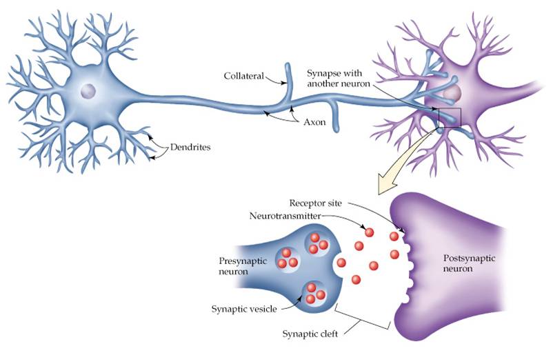 Minnie Shop: Jaringan Hewan