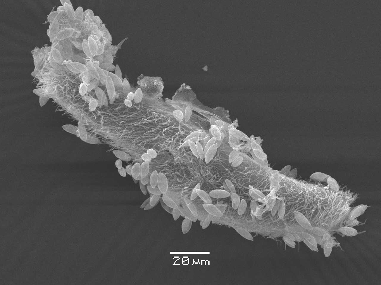 Biologia Celular y Molecular: Paramecio