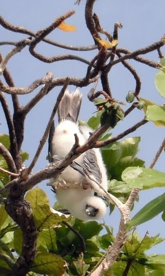Mundane table hosts great minds—Eight days in the Smithsonian ...