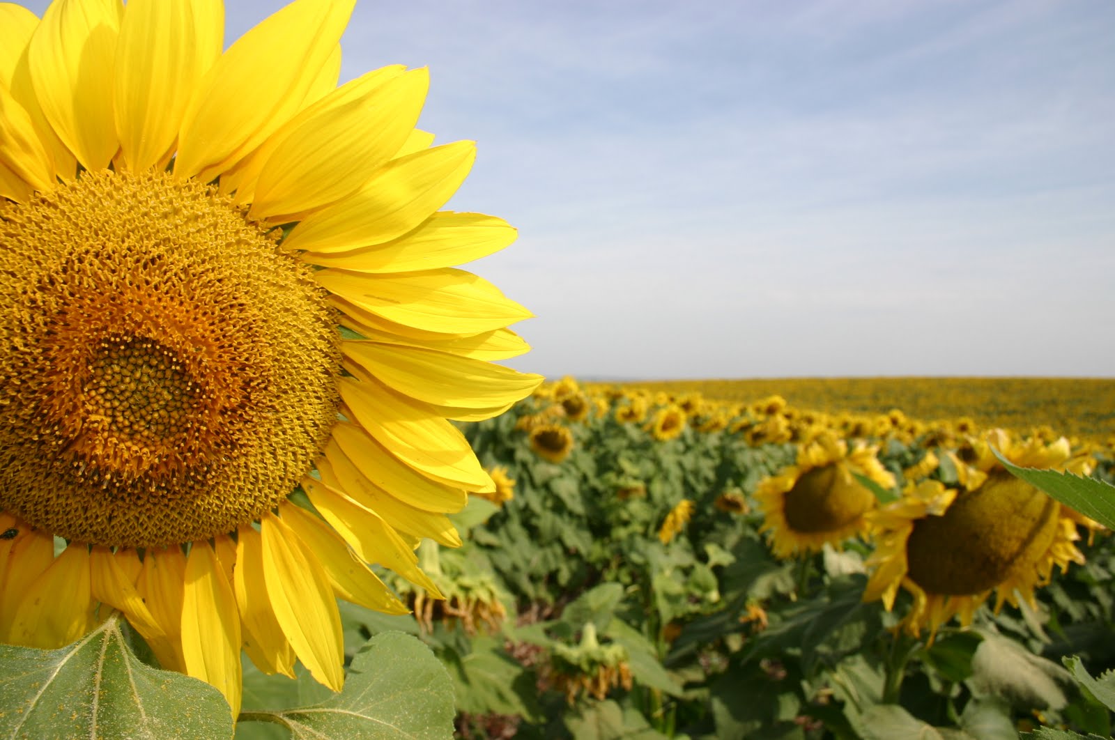 entrelinhas: Palotina em fotos!
