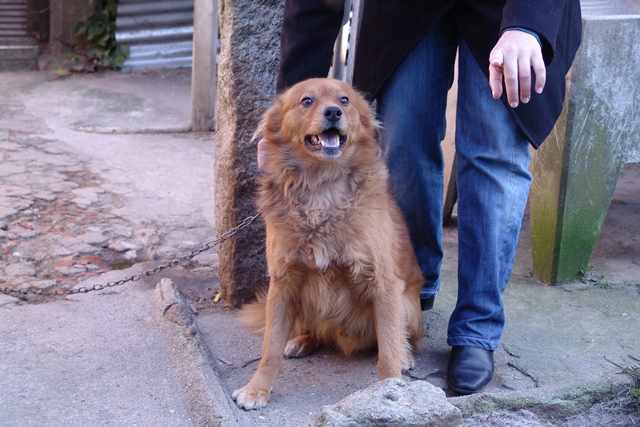 No blogue da Xana - " PARA DAR VOZ A QUEM NÃO PODE! ": " Faísca - Cão a ...
