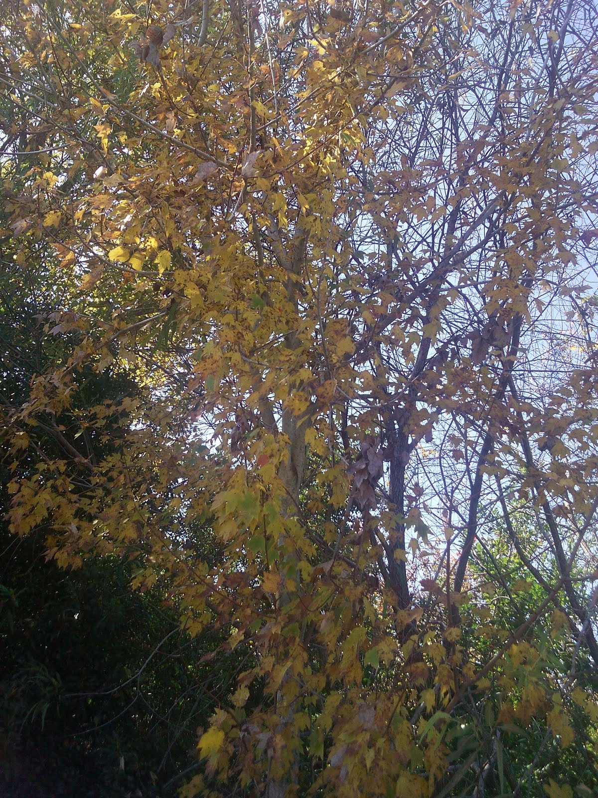 Daily Scoop: Florida Fall in December