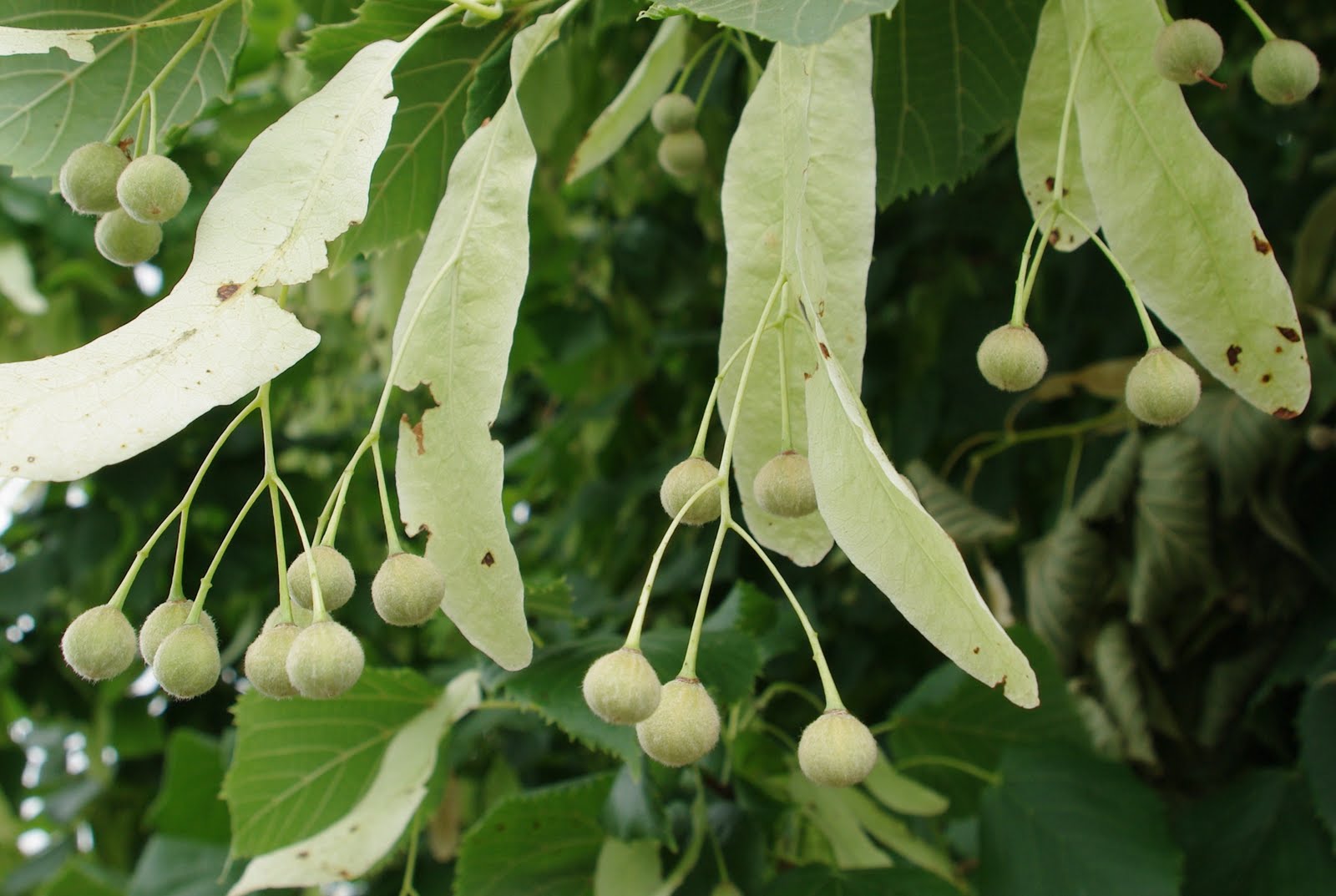 Flore en Valois: Tilleul à grandes feuilles, Tilia platyphyllos