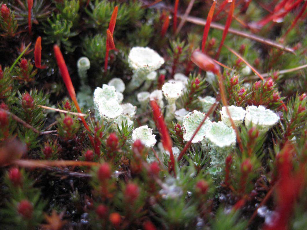 Moss Musings: Mosses and lichens