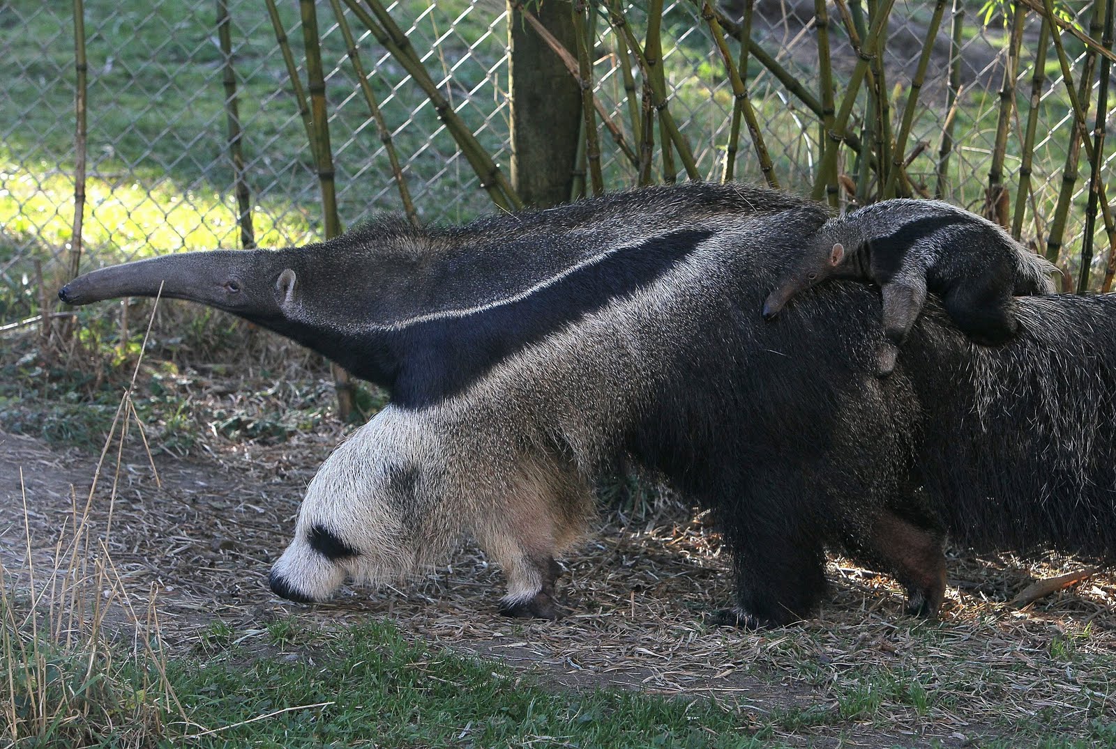 The leg of this anteater looks like a panda : r/pics