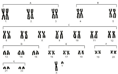 biologie12D: Mutatii Genetice, Mihalachi Serban