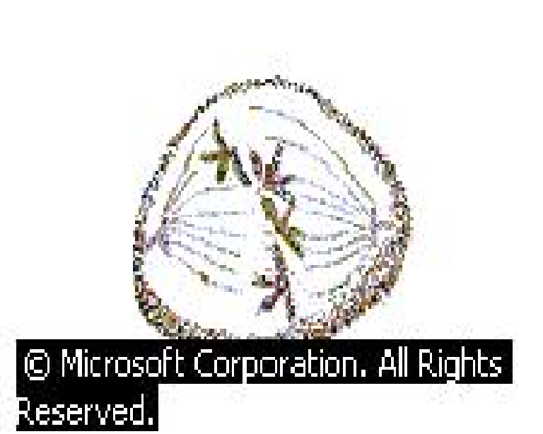 biologie12D: Genetica --Roman Andrei