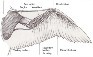 Pigeon Racing Loft and Pigeon Racing: The Selection Process and ...