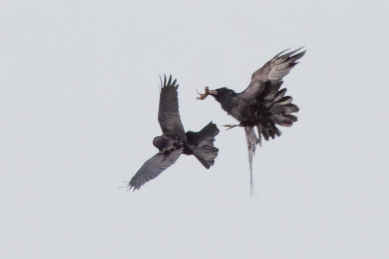 THE BACK STORY -: Bad Neighbors - Red-tailed Hawk Attack