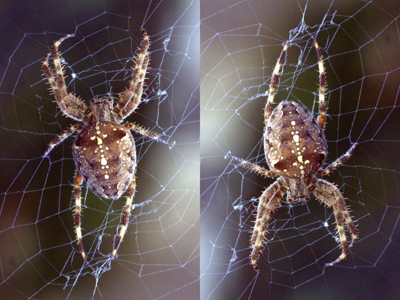 THE BACK STORY -: The Seamy Side Of Charlotte's Web - Hummingbird ...