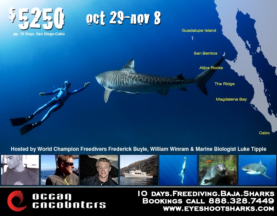 Shark Diver : Shark Diving : Swimming With Sharks: The Ultimate Free ...