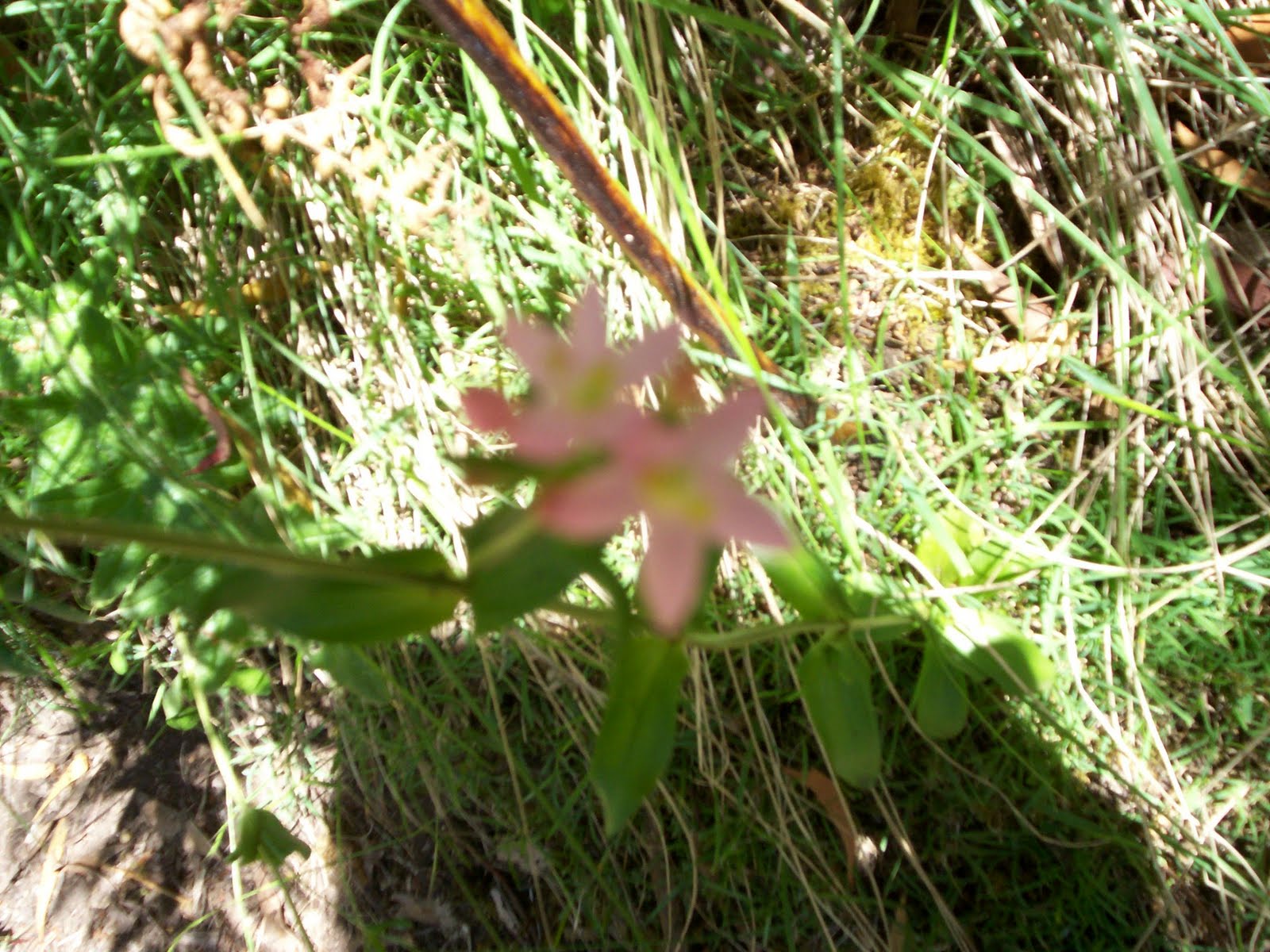 LUX1930: Cataract Gorge plants and flowers