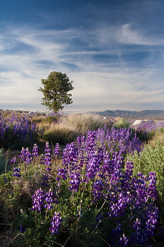 Forget Me Knott Photography: Eastern Sierra wildflower trip