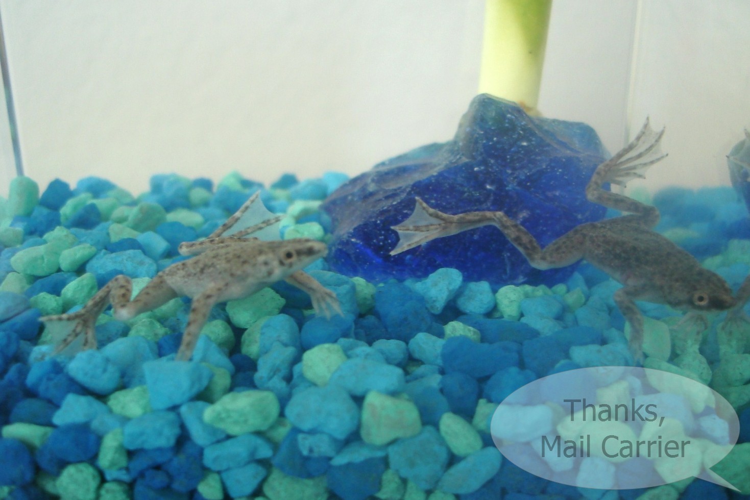 Thanks, Mail Carrier | Wild Creations {Review & Giveaway} African Dwarf ...