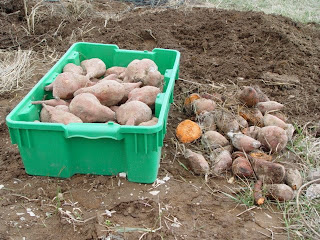 Sweet Potato Storage Pit Results | Energy Farms