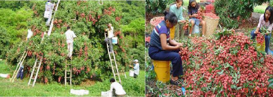 Cultivo de Litchi