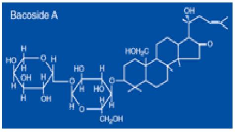 Mind-Boggling Bacopa: Active Components and Preparation