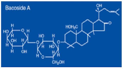Mind-Boggling Bacopa: Active Components and Preparation