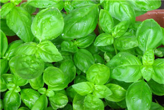 bollocks2it: All about BASIL