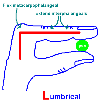 Doctors Gates: Lumbrical action