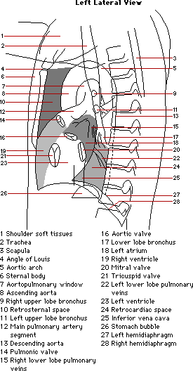 ON - RADIOLOGY: STANDARD LATERAL CHEST RADIOGRAPH