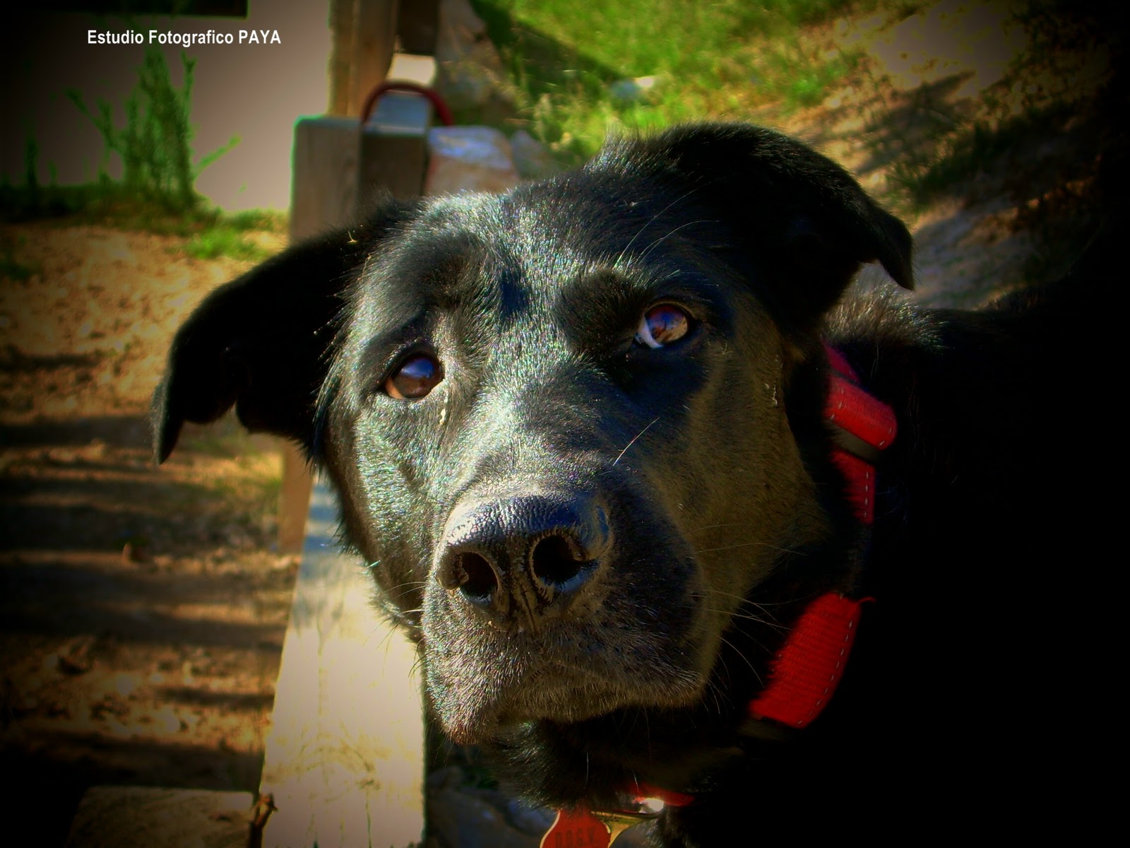 Estudio Fotografico Paco Paya: Sharon Jr {Mezcla de Labrador y Pastor ...