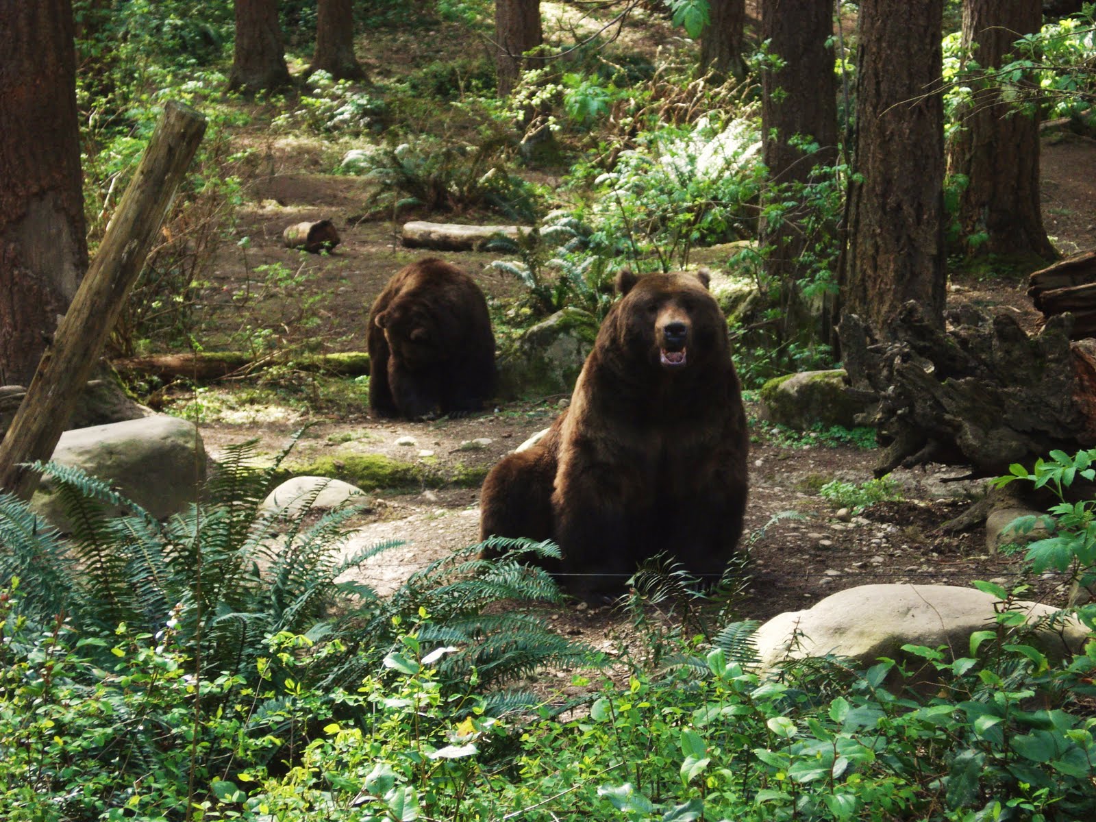 Fantastic photos of the Northwest Trek Wildlife Park | BOOMSbeat