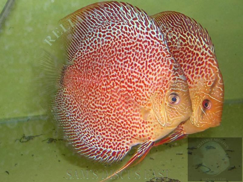 BREEDING PAIRS: OUR DISCUS BREEDING PAIRS