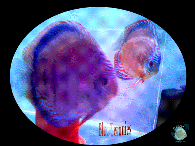 BREEDING PAIRS: OUR DISCUS BREEDING PAIRS
