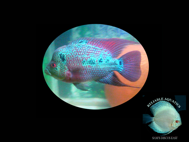 INFORMATION & F.A.Q: Flower Horn Information