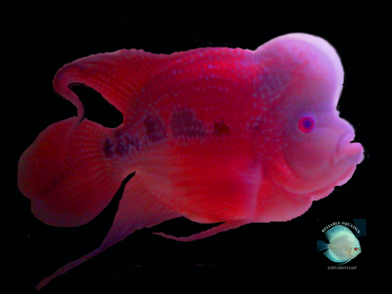 FLOWERHORN: Flower Horn Fish
