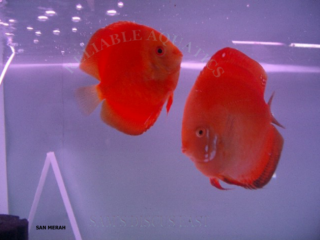 BREEDING PAIRS: OUR DISCUS BREEDING PAIRS