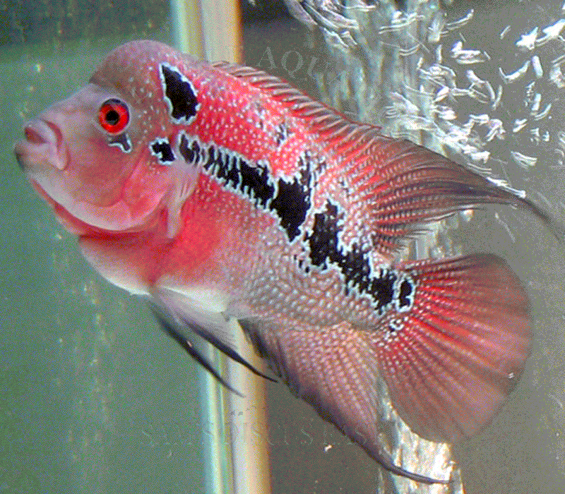 CURRENT STOCK: FLOWERHORN IN STOCK