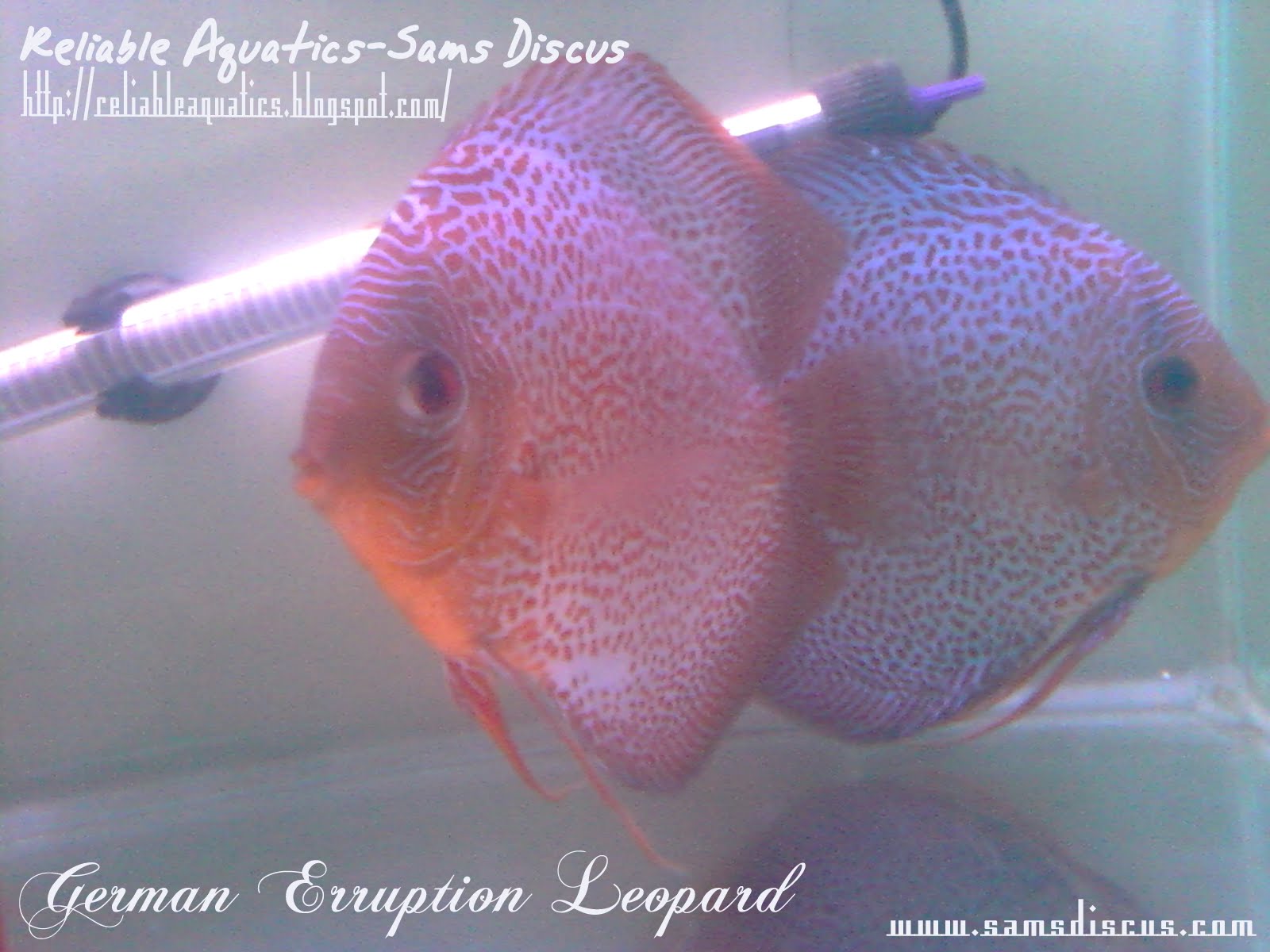 ALL DISCUS STRAINS: "Man-Made" Cultivated Strains: