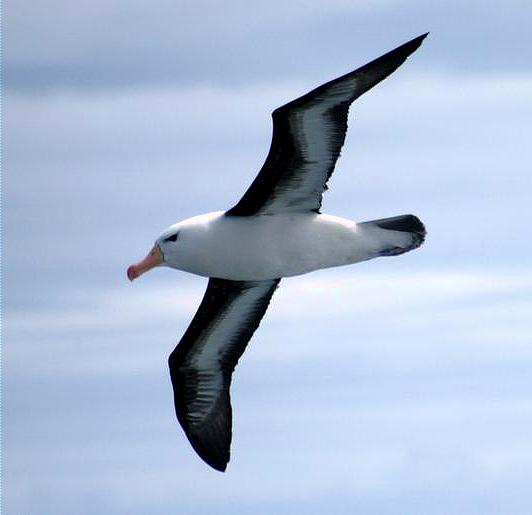 Royal Albatross