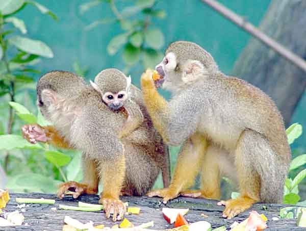 En el Beni próximamente los monos andarán a pie | Ecologia, Medio ...