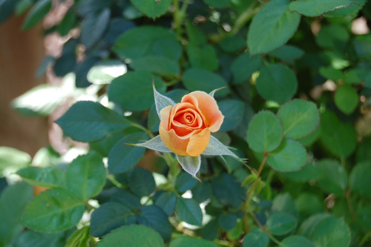 Jeannie's Fairy Rose Louisiana Garden: Beautiful Yellow Roses