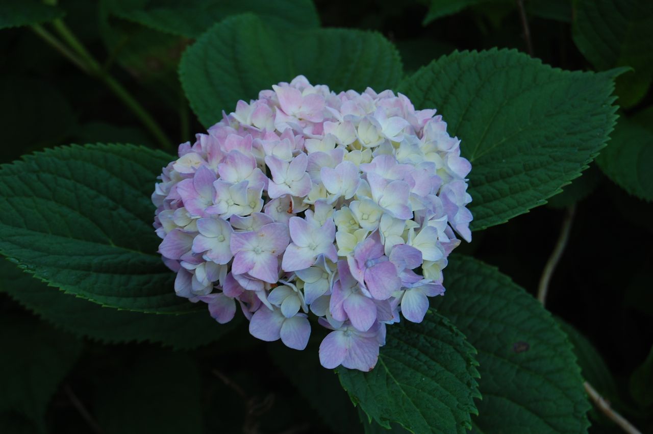 Jeannie's Fairy Rose Louisiana Garden: My Hydranga Bush