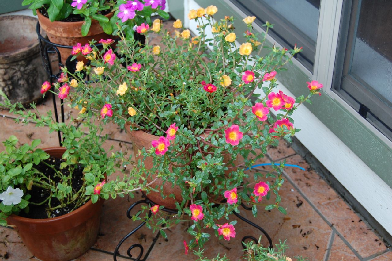 Jeannie's Fairy Rose Louisiana Garden: Pretty Flowers In Pots and Cute ...