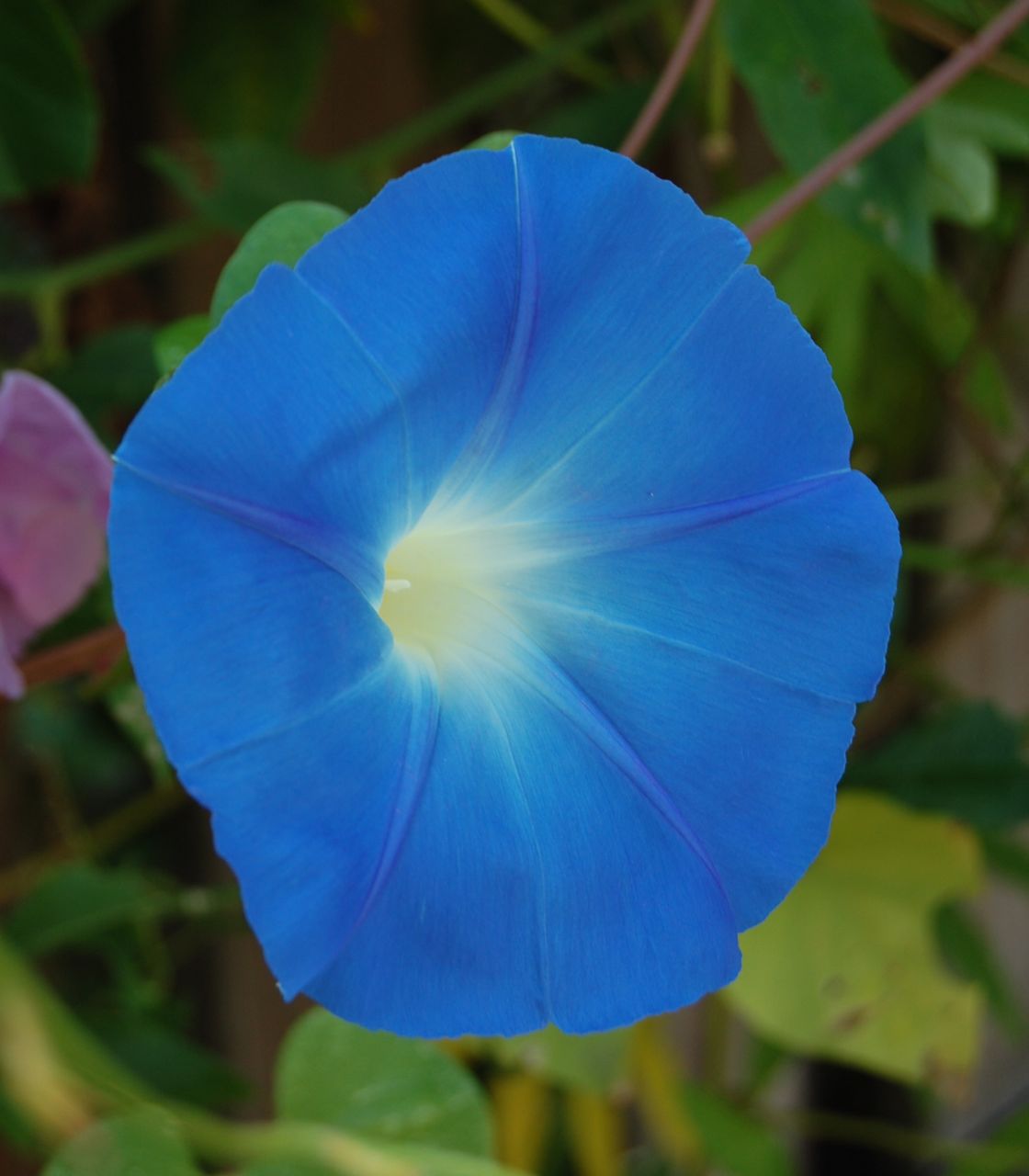 Jeannie's Fairy Rose Louisiana Garden: Blue Morning Glories!! Curiouser ...