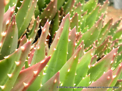 SHOOTING WITH SLINKY: Spiky Aloe