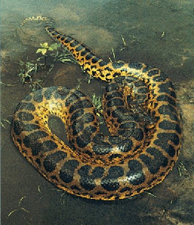 SEJOUR EN GUYANE: La flore et la faune et documentaire sur la loi de la ...